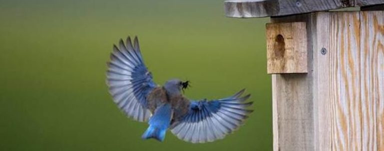 Form 50-129 Instructions - Application for 1-d-1 - Wildlife Exemption ...