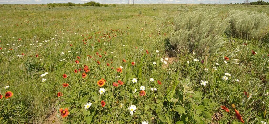 Fertilizing Native Plants & Habitat for Wildlife Benefits - Wildlife ...